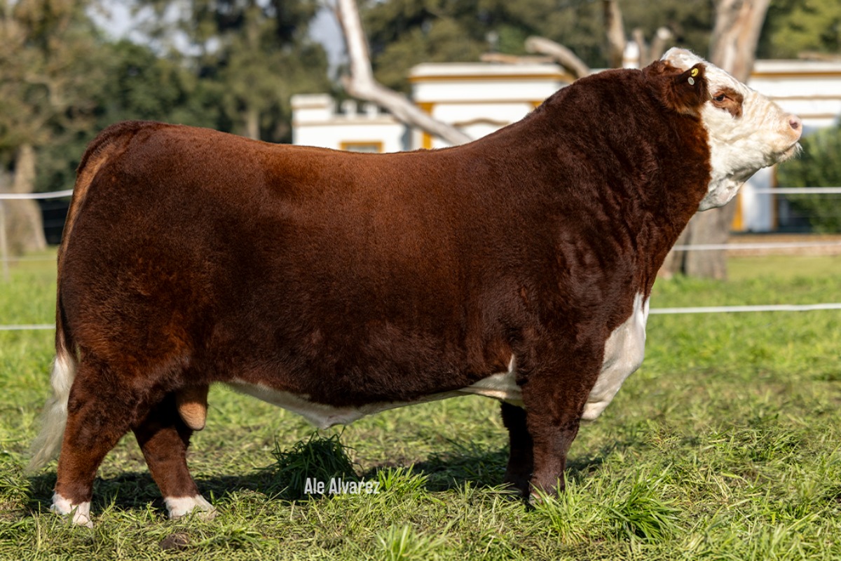 Semex - Carne - GUAPO