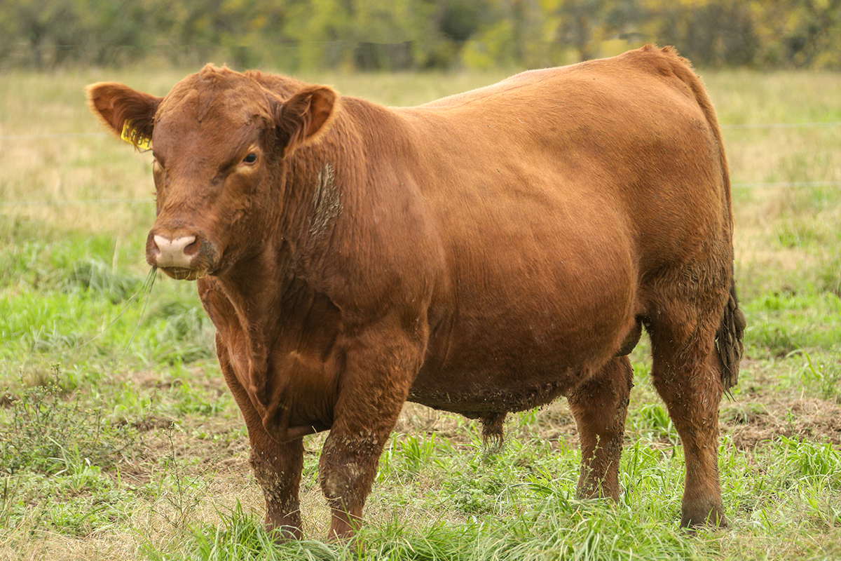 Semex - Carne - GUARAN